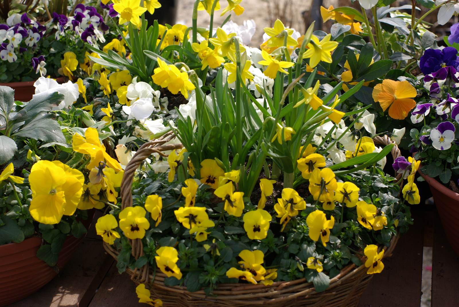 Printemps en pot, de la couleur sur le balcon - La terre est un jardin