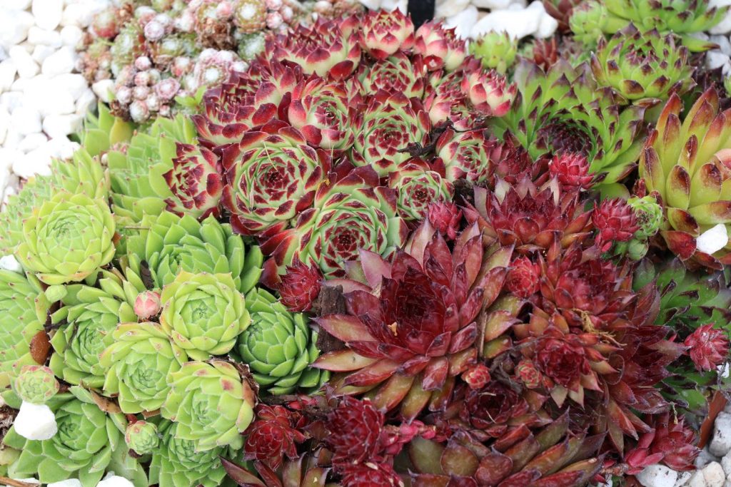 Plante Des Rocailles 5 Lettres