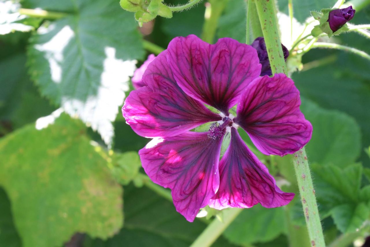 Fleurs mauves, couleur velours - La terre est un jardin